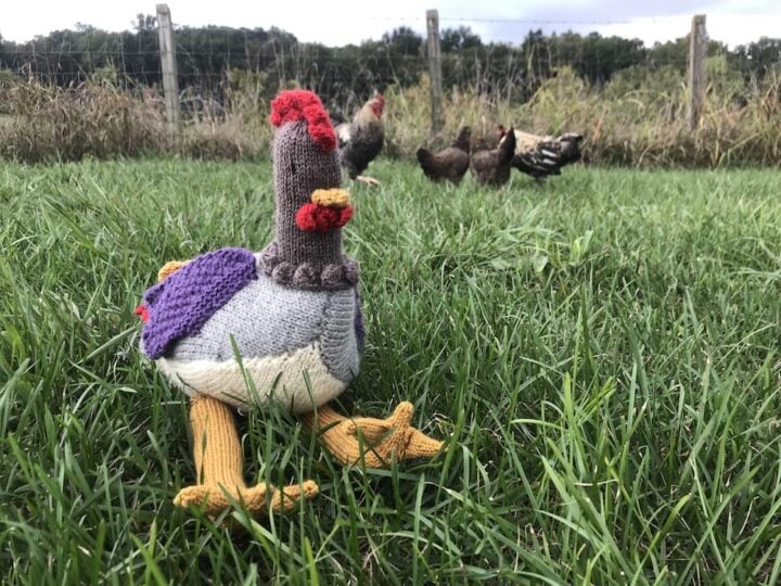 17+ Free Knitted Chicken Patterns - Handy Little Me