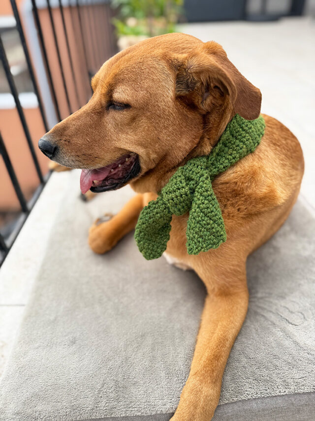 Free Lucky Pup Crochet Dog Scarf Pattern - Handy Little Me