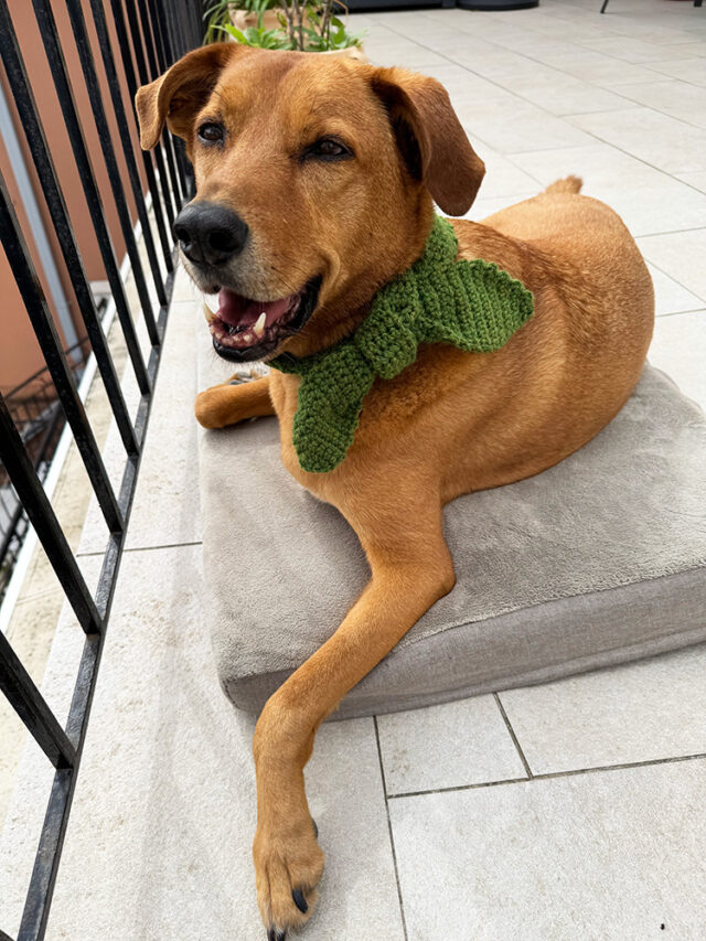 Free Lucky Pup Crochet Dog Scarf Pattern - Handy Little Me