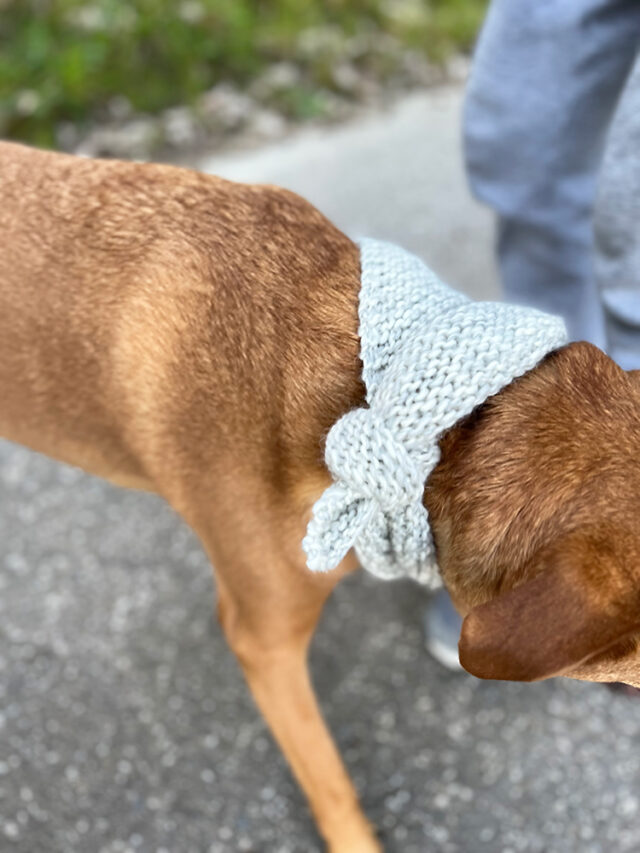 Dog Bandana Knitting Pattern - Handy Little Me