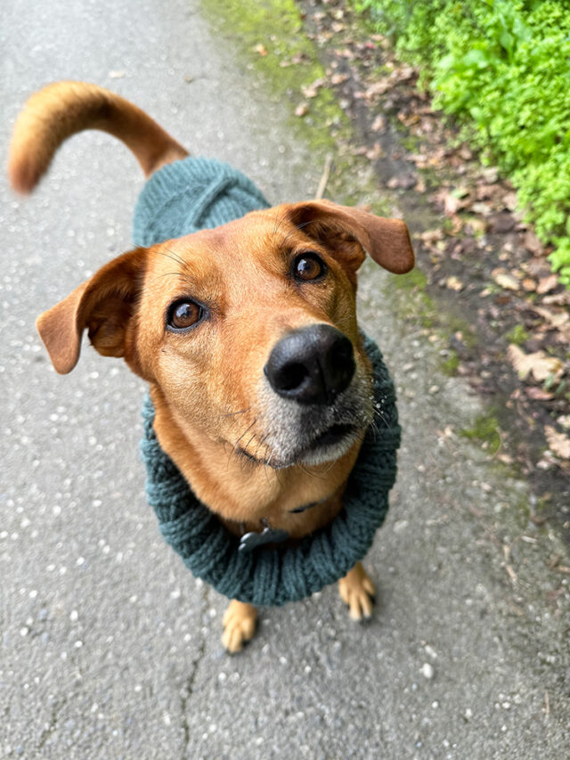 Aran Dog Sweater Knitting Pattern - Handy Little Me